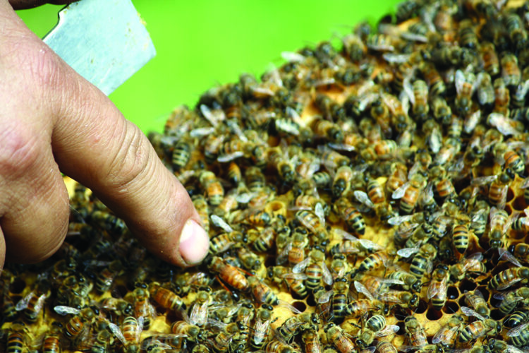 Adopt a Hive Program To Start Beekeeping – Mother Earth News